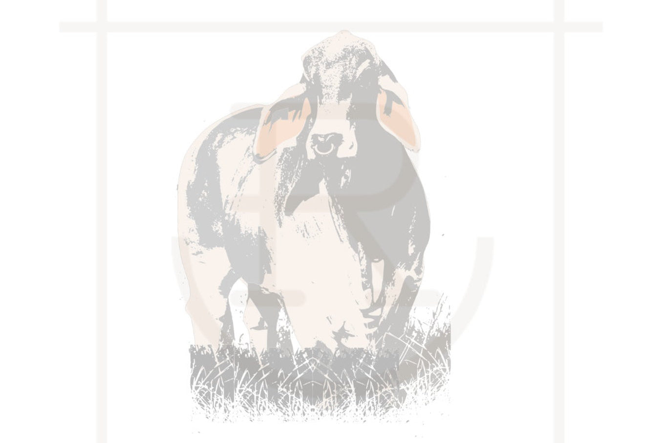Brahman cattle – Carlee's Customs