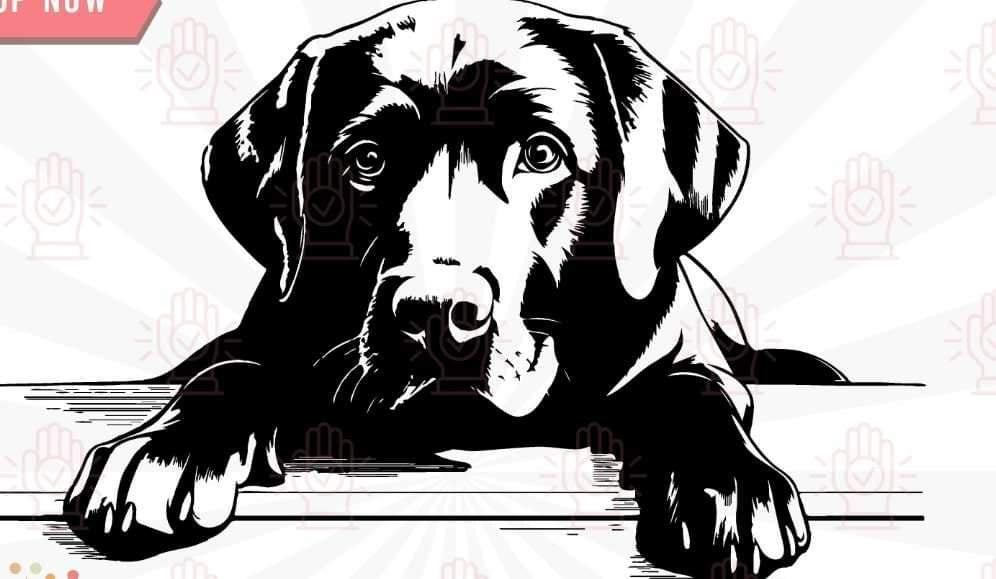 Lab – Carlee's Customs